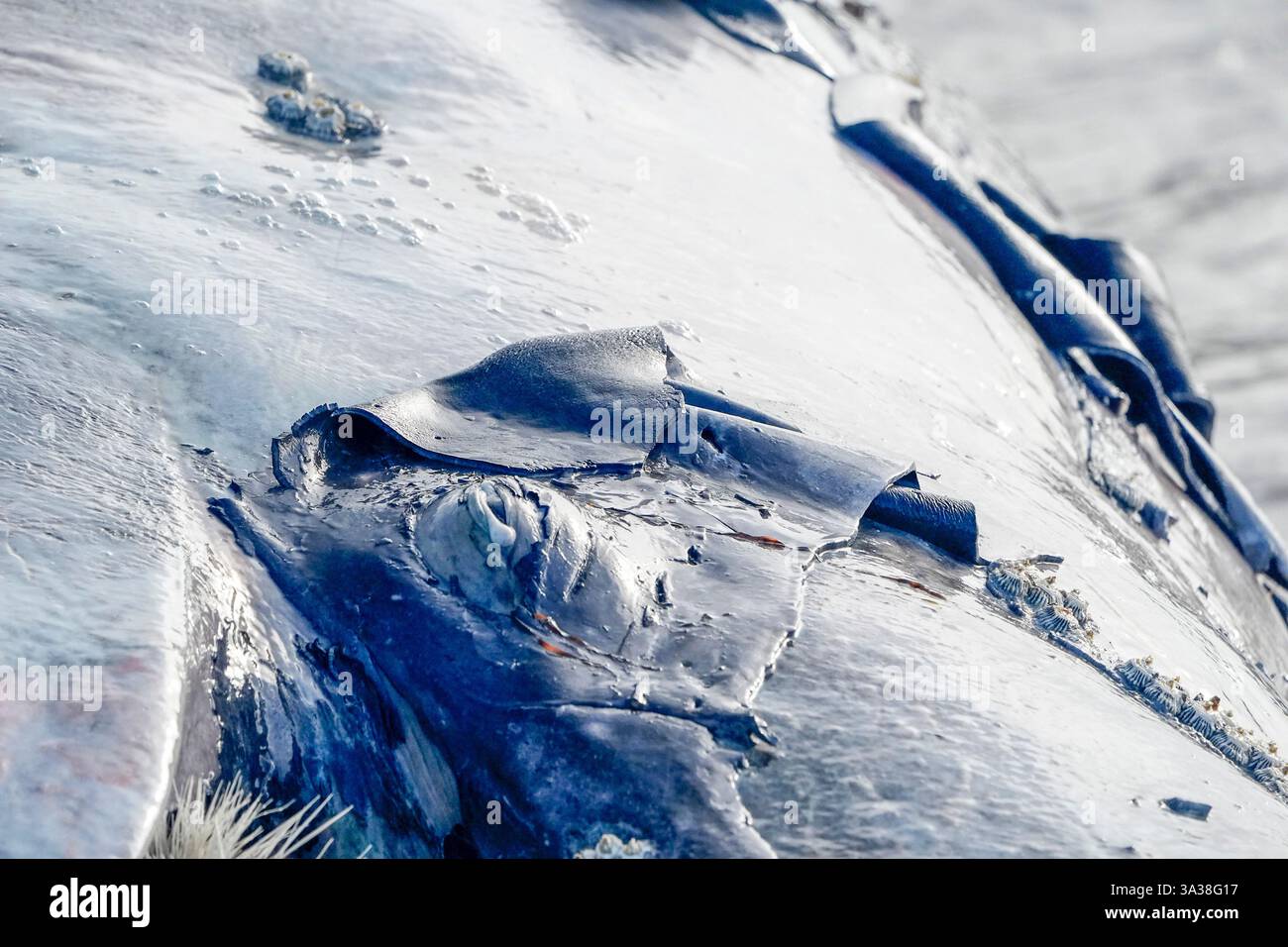 a dead Male gray whale on the shore of bahia magdalena baja california ...