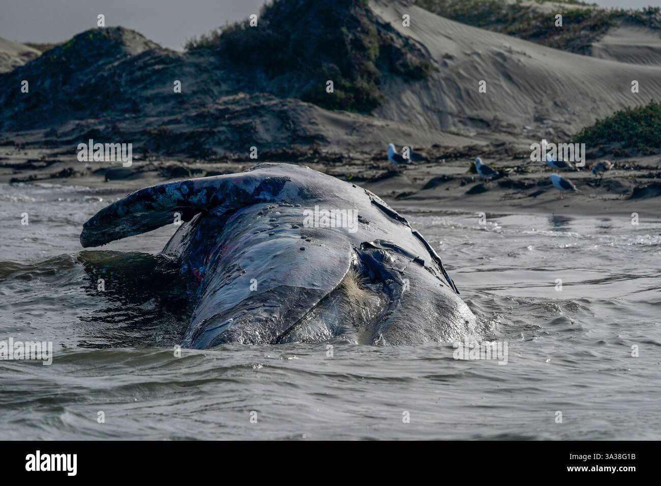 a dead Male gray whale on the shore of bahia magdalena baja california ...