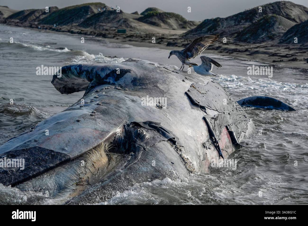 a dead Male gray whale on the shore of bahia magdalena baja california ...