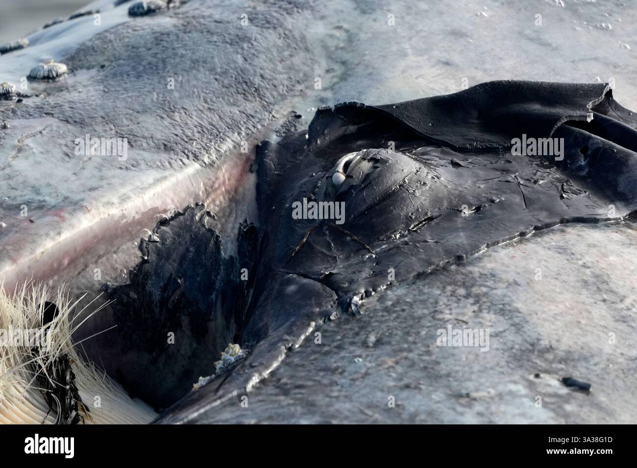 detail of the eye of a dead Male gray whale on the shore of bahia ...