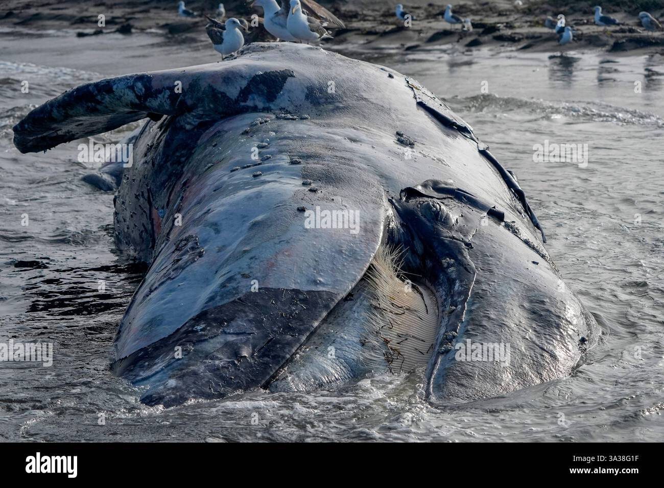 a dead Male gray whale on the shore of bahia magdalena baja california ...