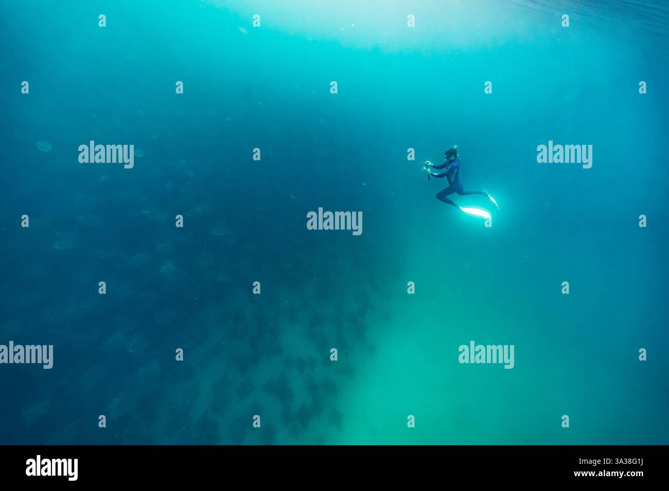 diving underwater with a Huge school of mobulas mobula munkiana in ...