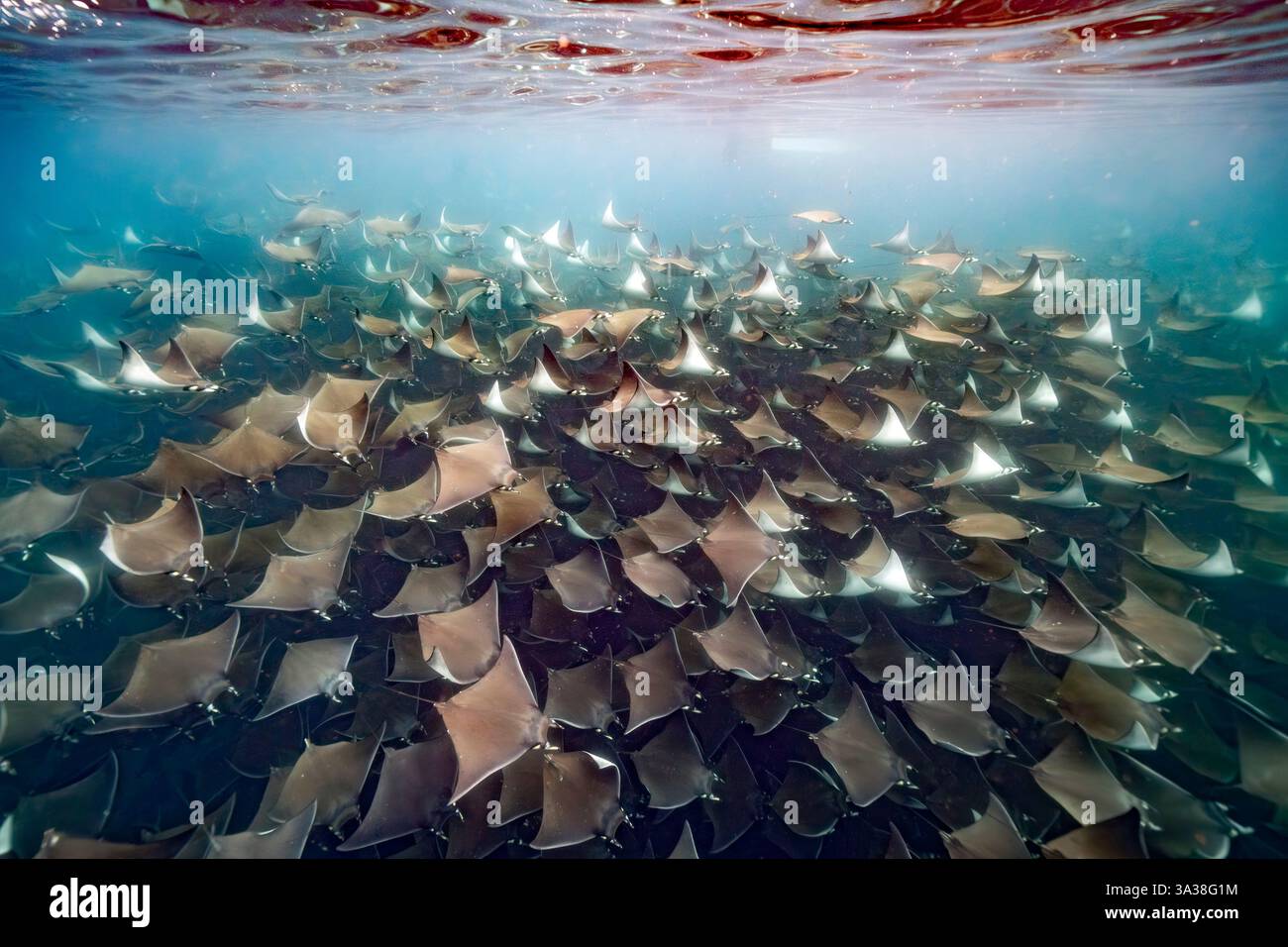 diving underwater with a Huge school of mobulas mobula munkiana in ...