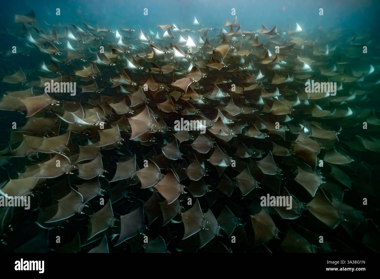 diving underwater with a Huge school of mobulas mobula munkiana in ...