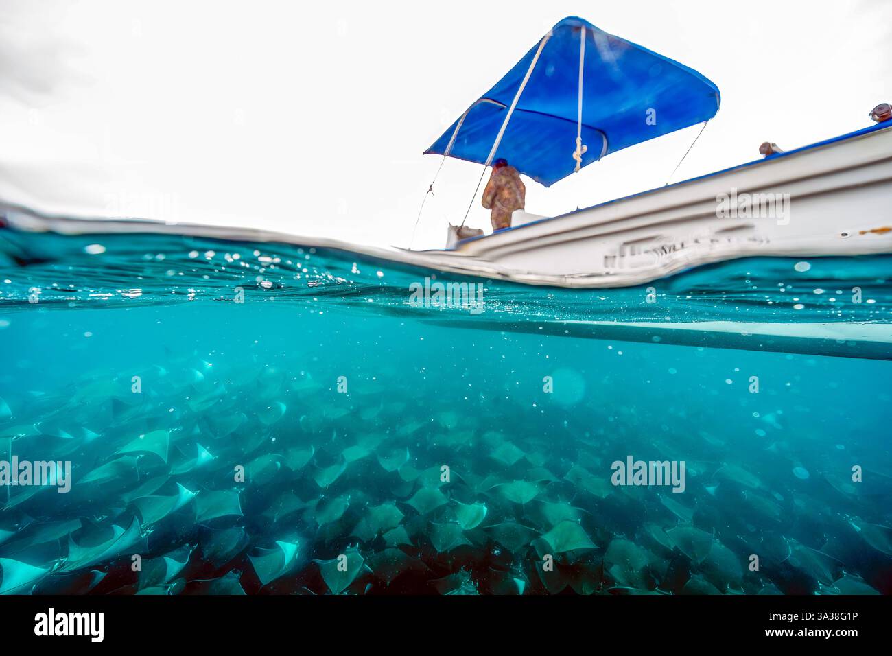 diving underwater with a Huge school of mobulas mobula munkiana in ...