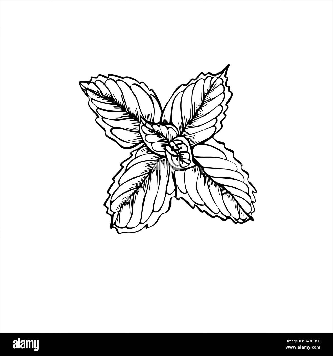 Black peppermint plant Stock Vector Images - Alamy