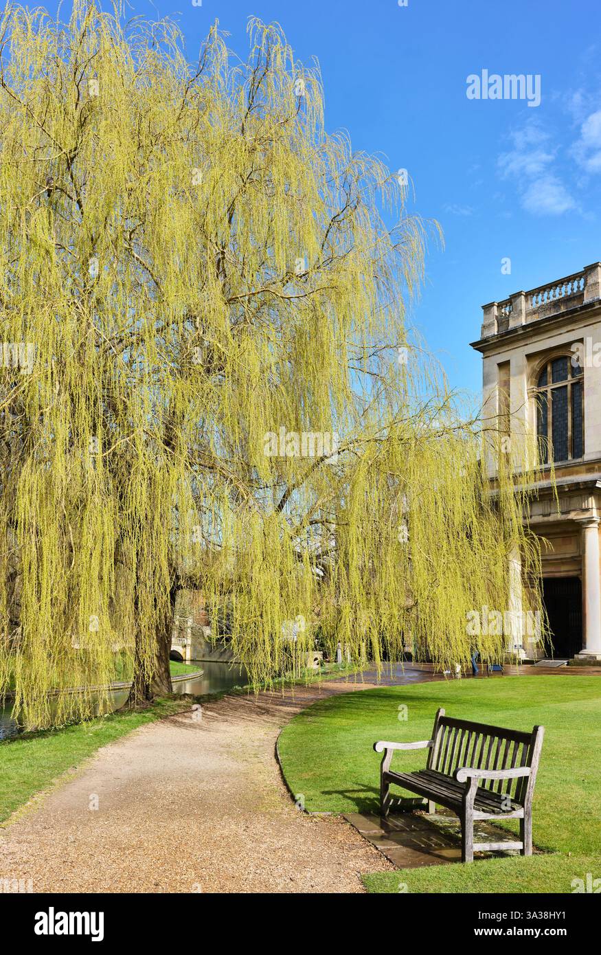 Spring time on the willow tree outside the Wren library, Trinity ...