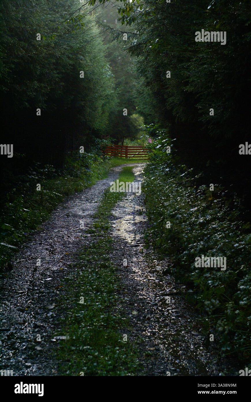 Wet forest after summer rain hi-res stock photography and images - Alamy