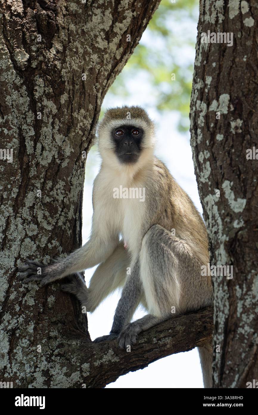 Black face monkey in Tanzania sitting in the crook of a tree Stock ...