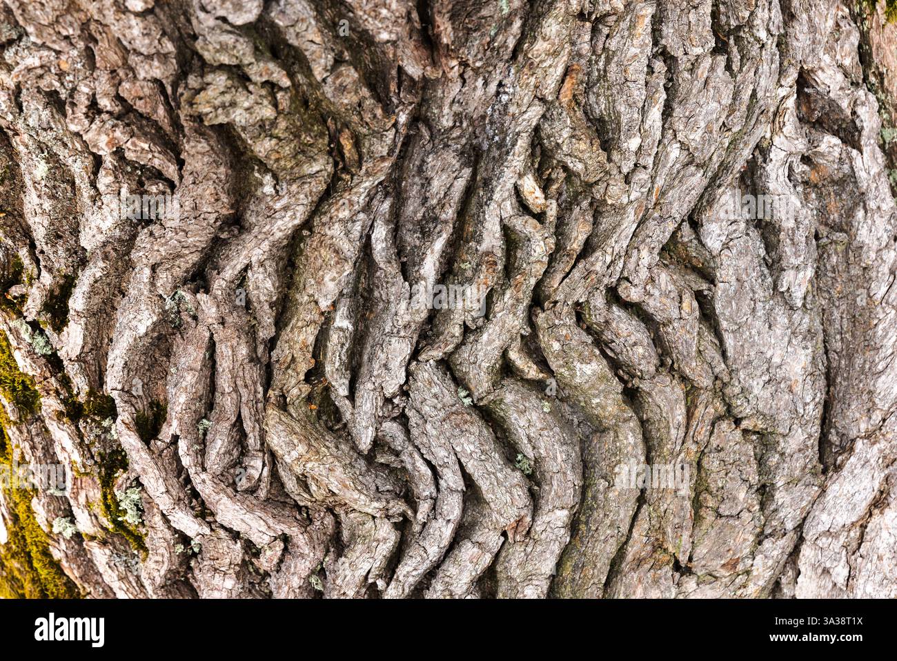 Closeup shot showcasing details tree hi-res stock photography and images - Alamy