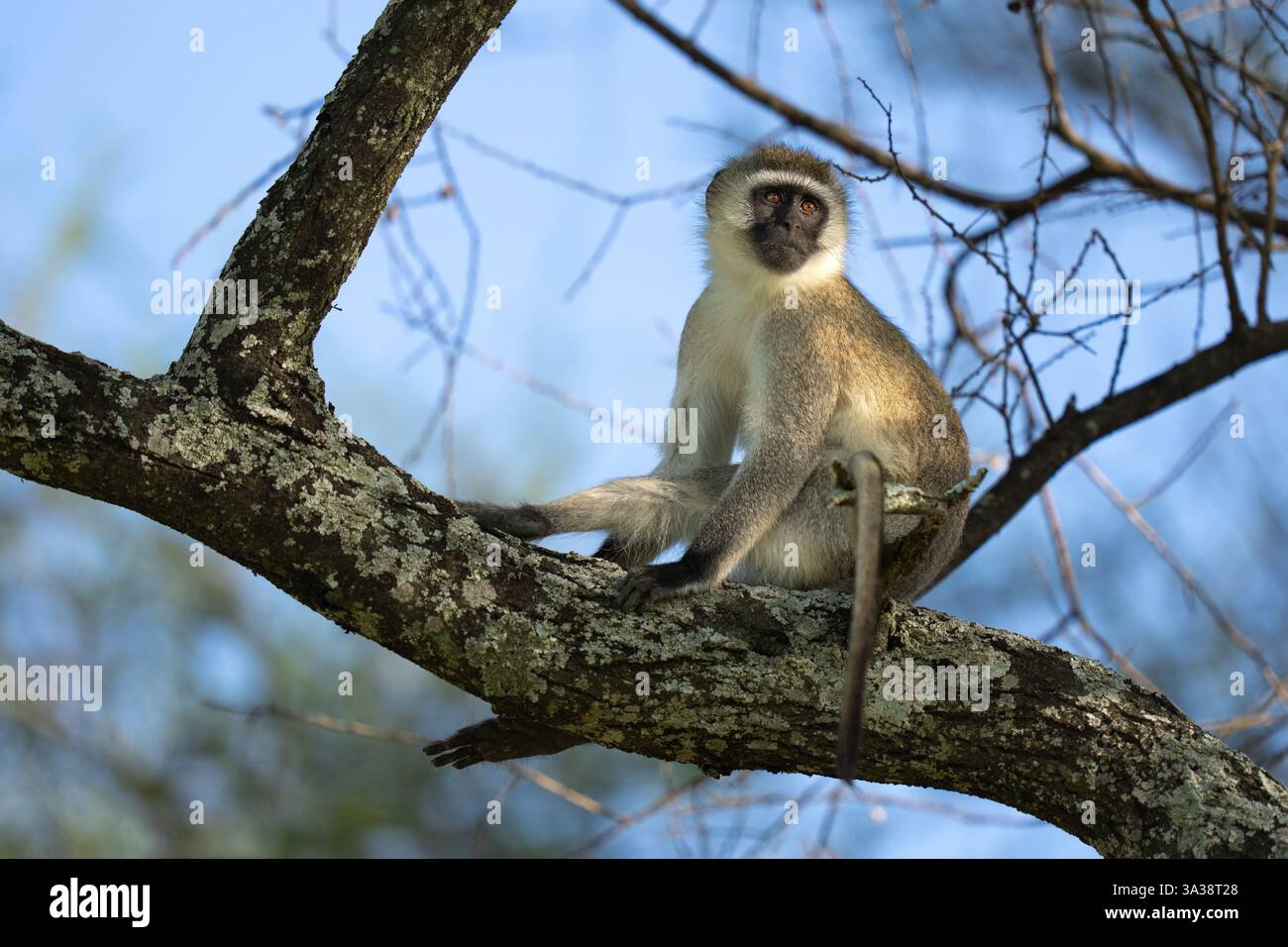 Black face monkey at sunset sitting on a tree branch Stock Photo - Alamy