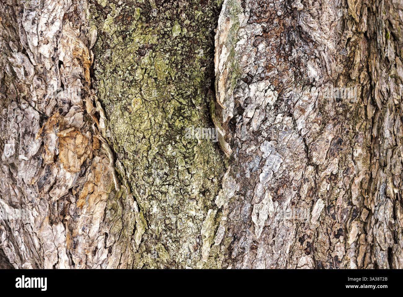 Macro photograph featuring a close-up view of tree bark displaying intricate textures and ...