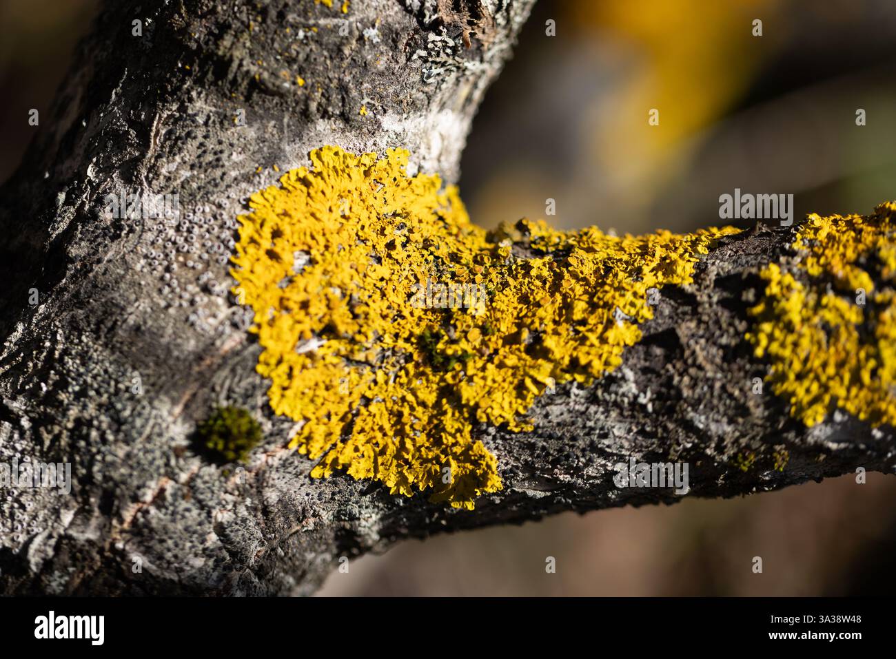 Detailed view of vibrant yellow lichen spreading across the textured ...