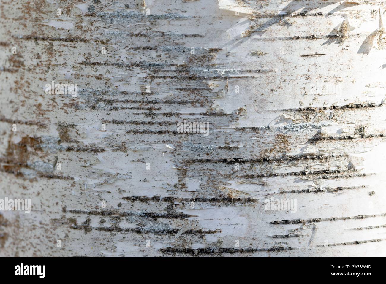 Detailed close-up of birch tree bark with natural textures and patterns, highlighting its unique ...