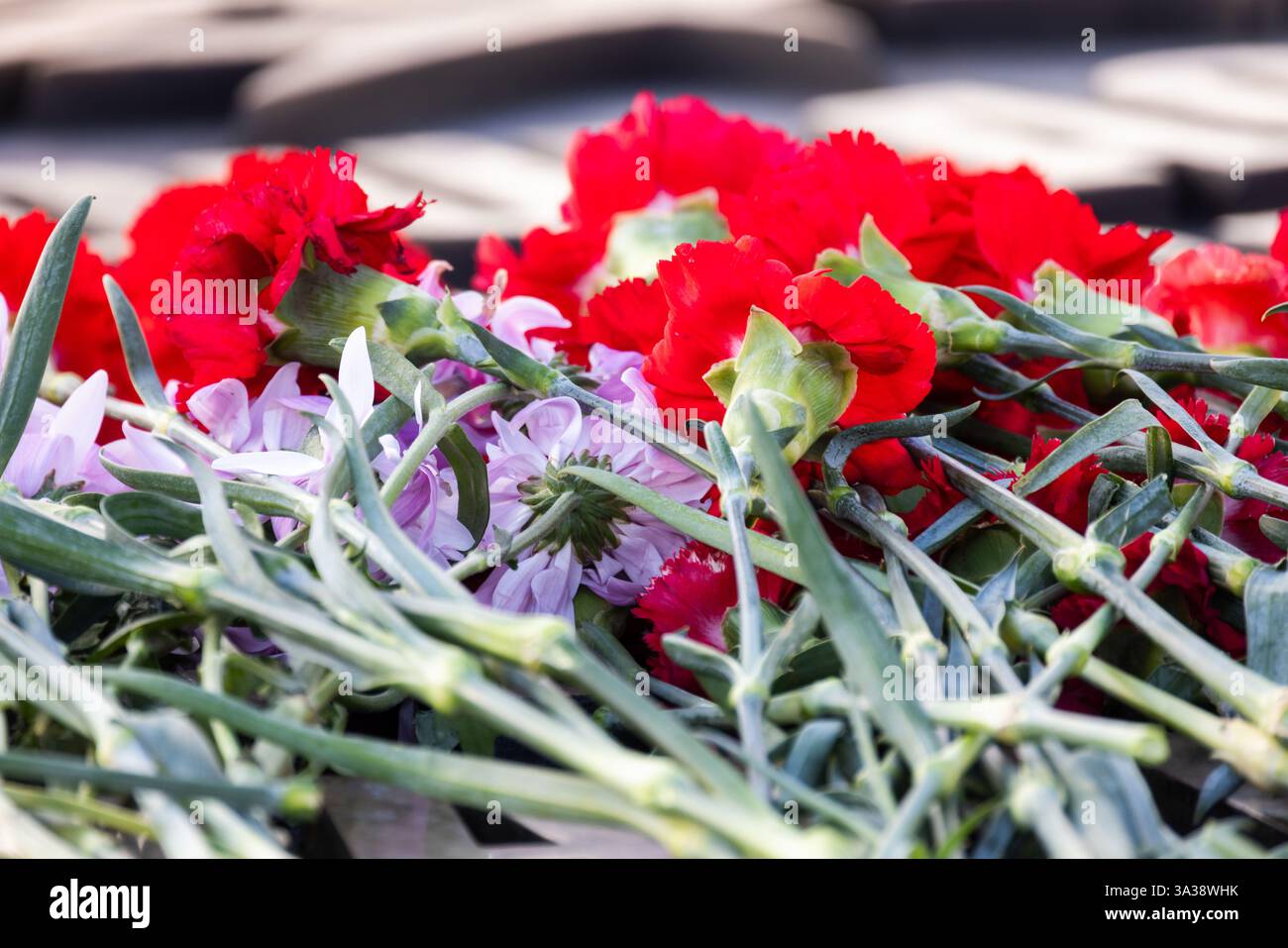 Vivid red carnations placed and arranged together at a mass grave of ...