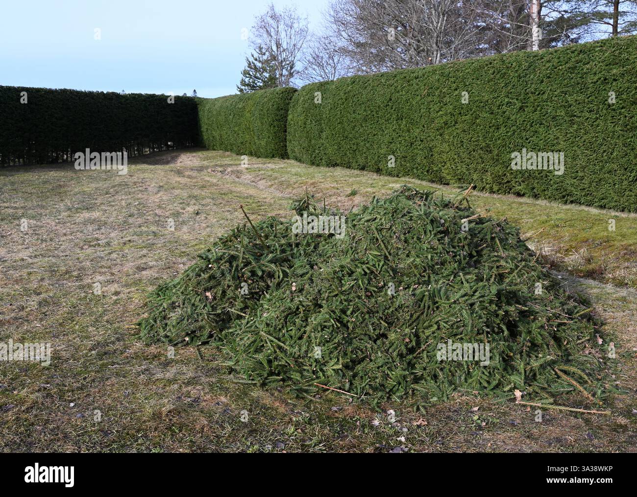 Freshly trimmed hedge hi-res stock photography and images - Alamy