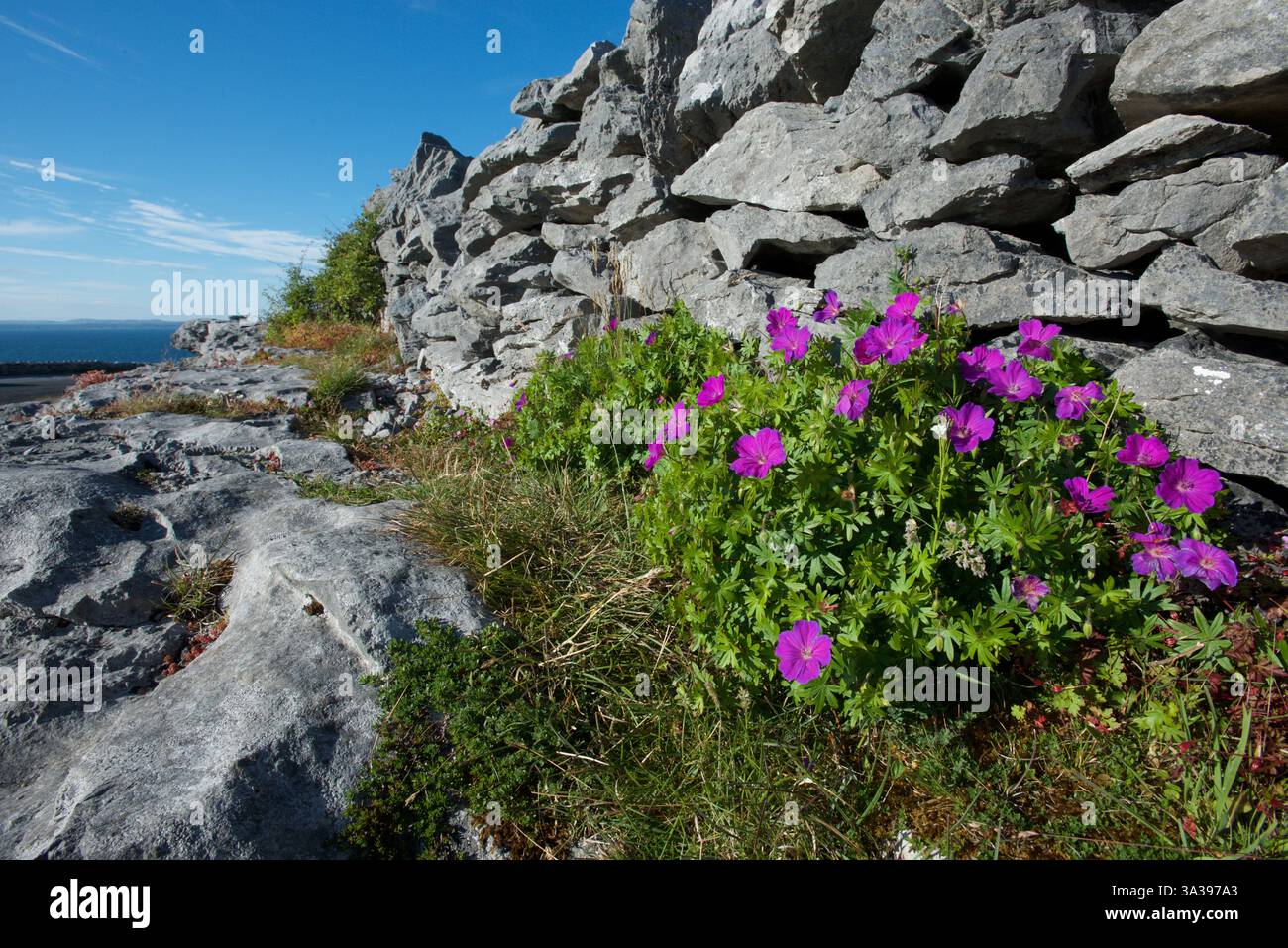 Wall bloody cranesbill geranium hi-res stock photography and images - Alamy
