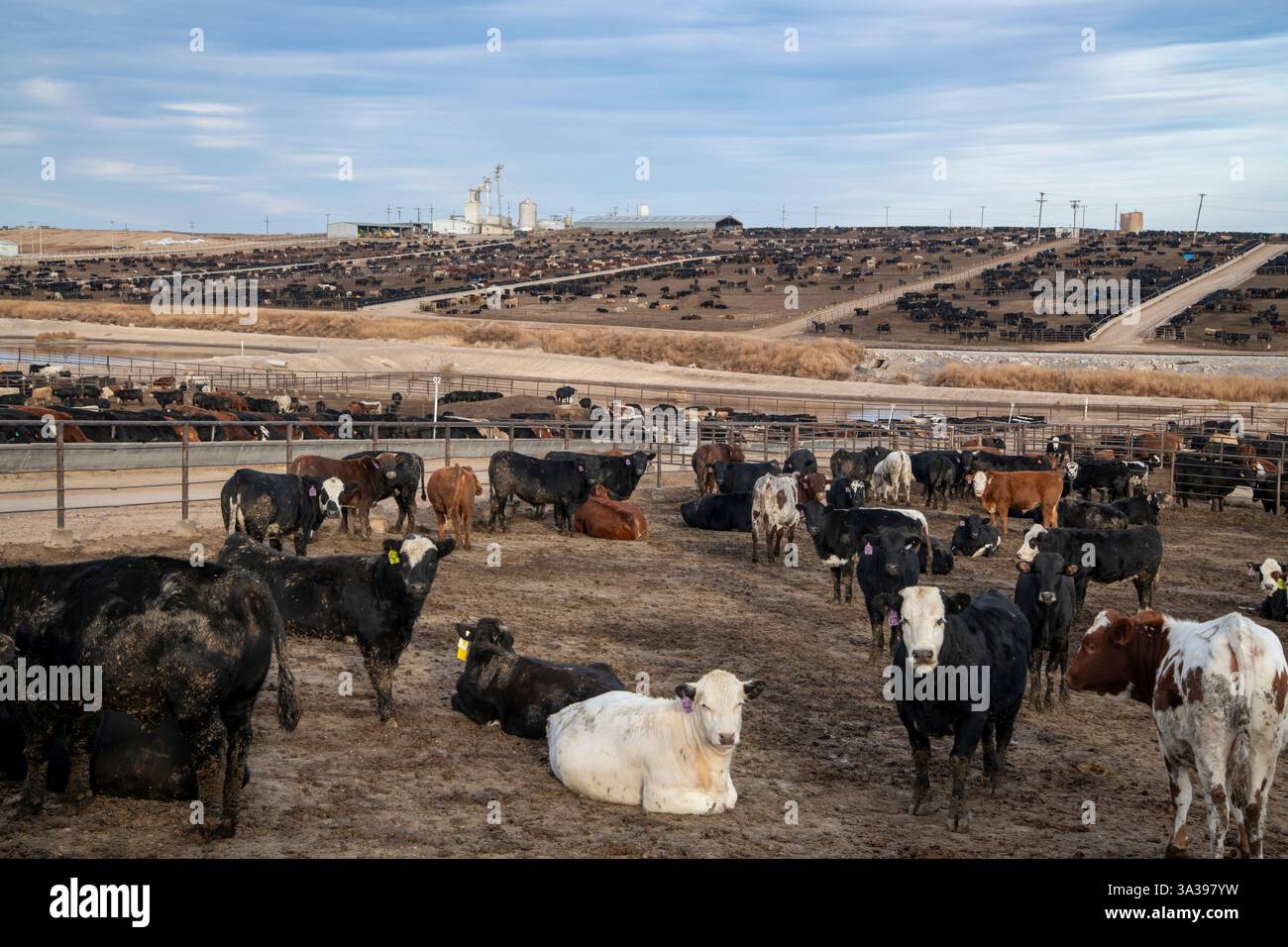 Dodge City; Kansas. Commercial cattle feeding lot. Cattle are raised ...