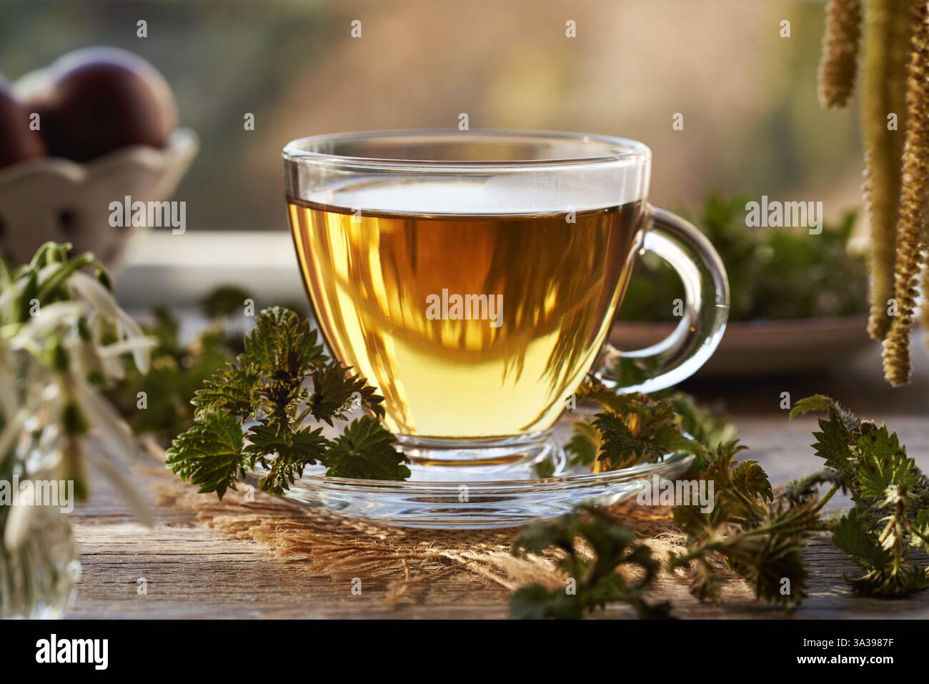 A cup of herbal tea with fresh young stinging nettle leaves harvested ...