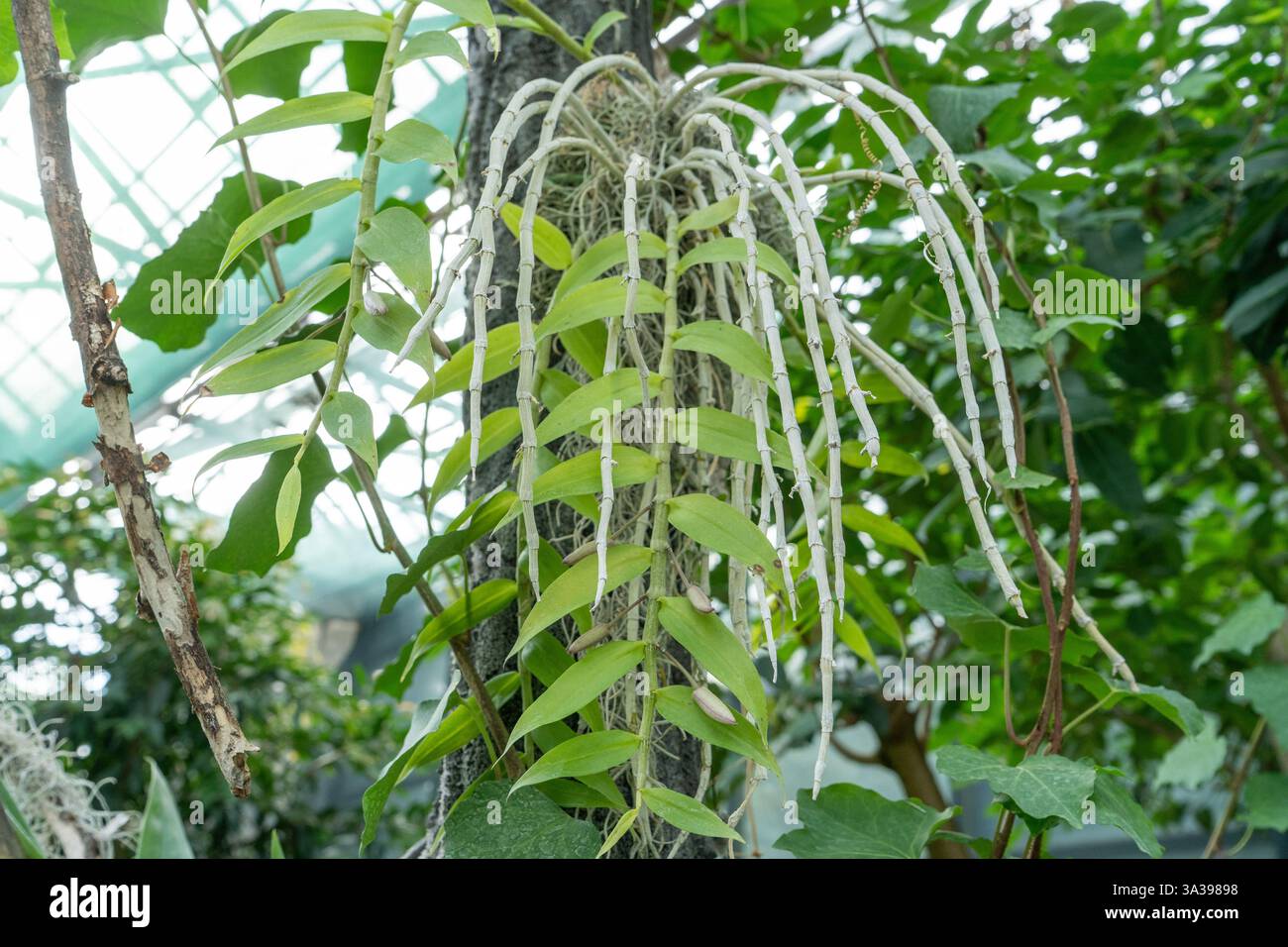 Orchid Seed Pods on Tree. Growing green plant flower Cattleya. Leaves ...
