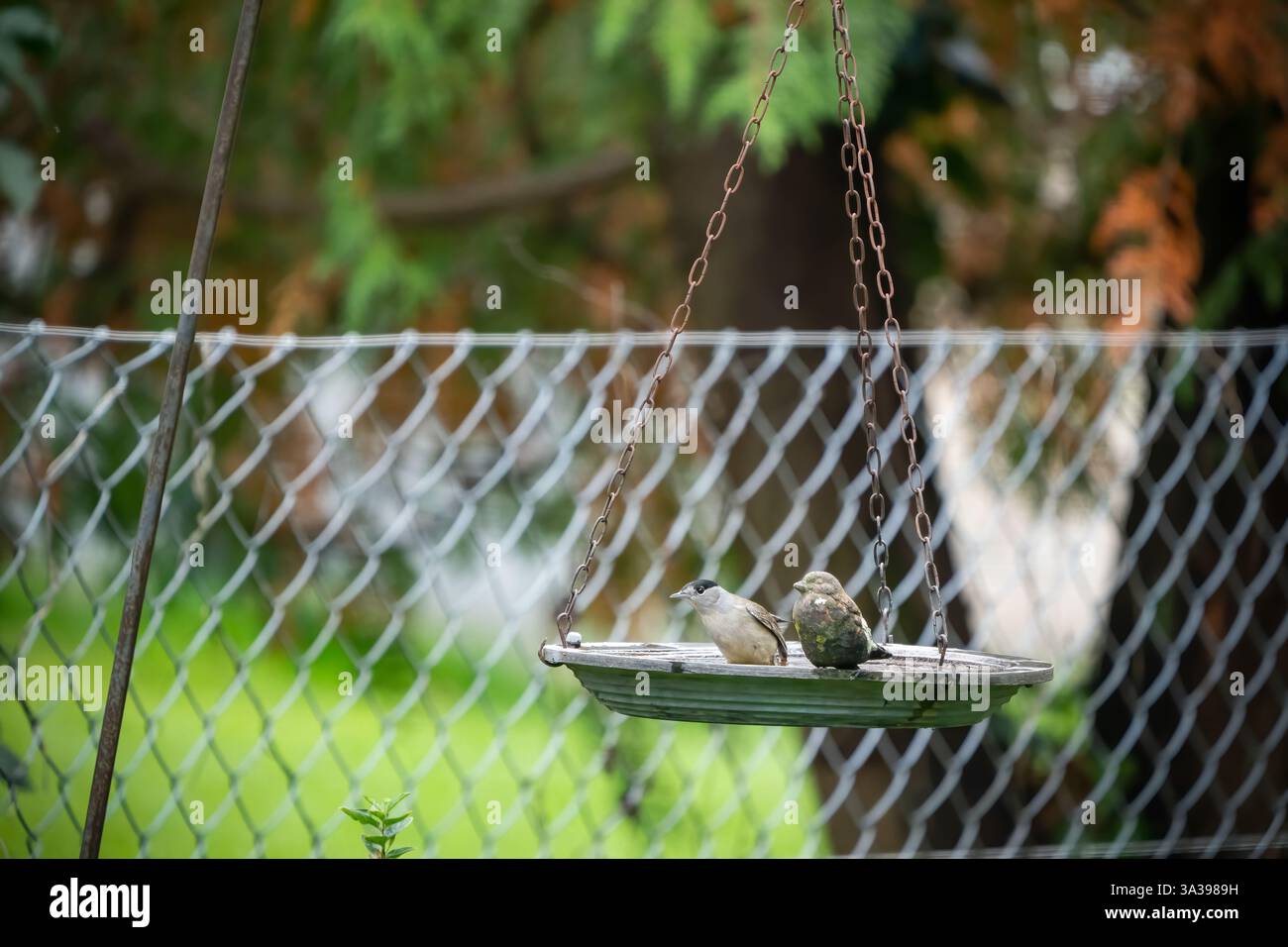 a quirky scene where one real bird perches at the edge of a bird bath ...