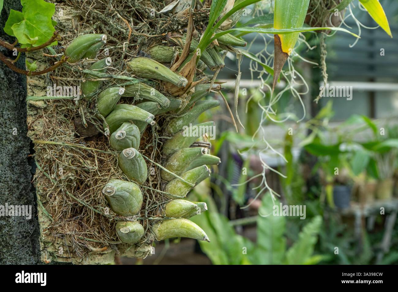 Orchid Seed Pods on Tree. Growing green plant flower Cattleya. Leaves ...