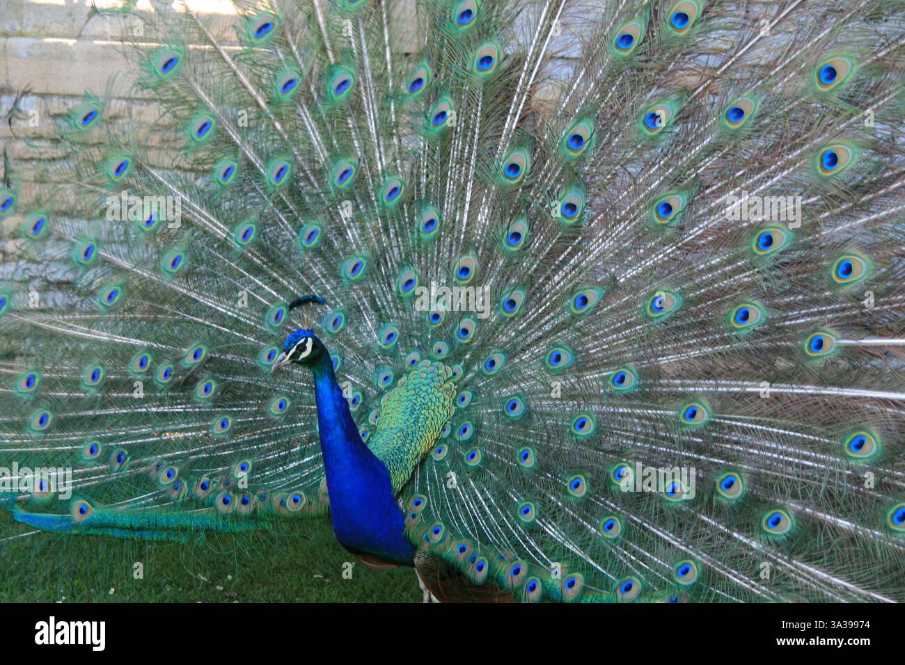 A male peacock displays his colorful tail feathers to attract a mate ...