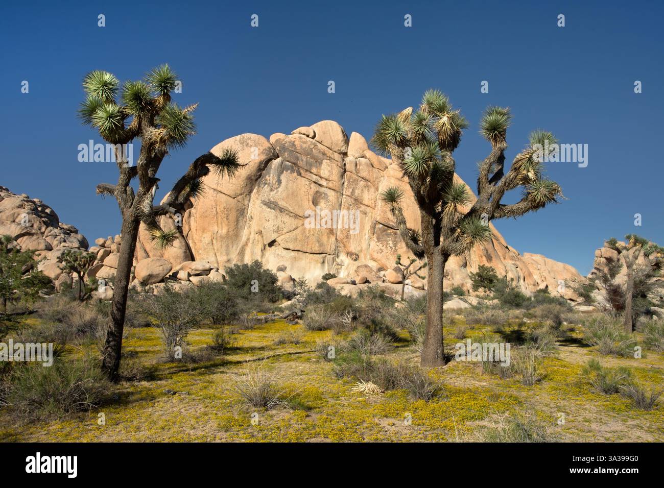 Joshua Trees and Old Woman Rock Stock Photo - Alamy