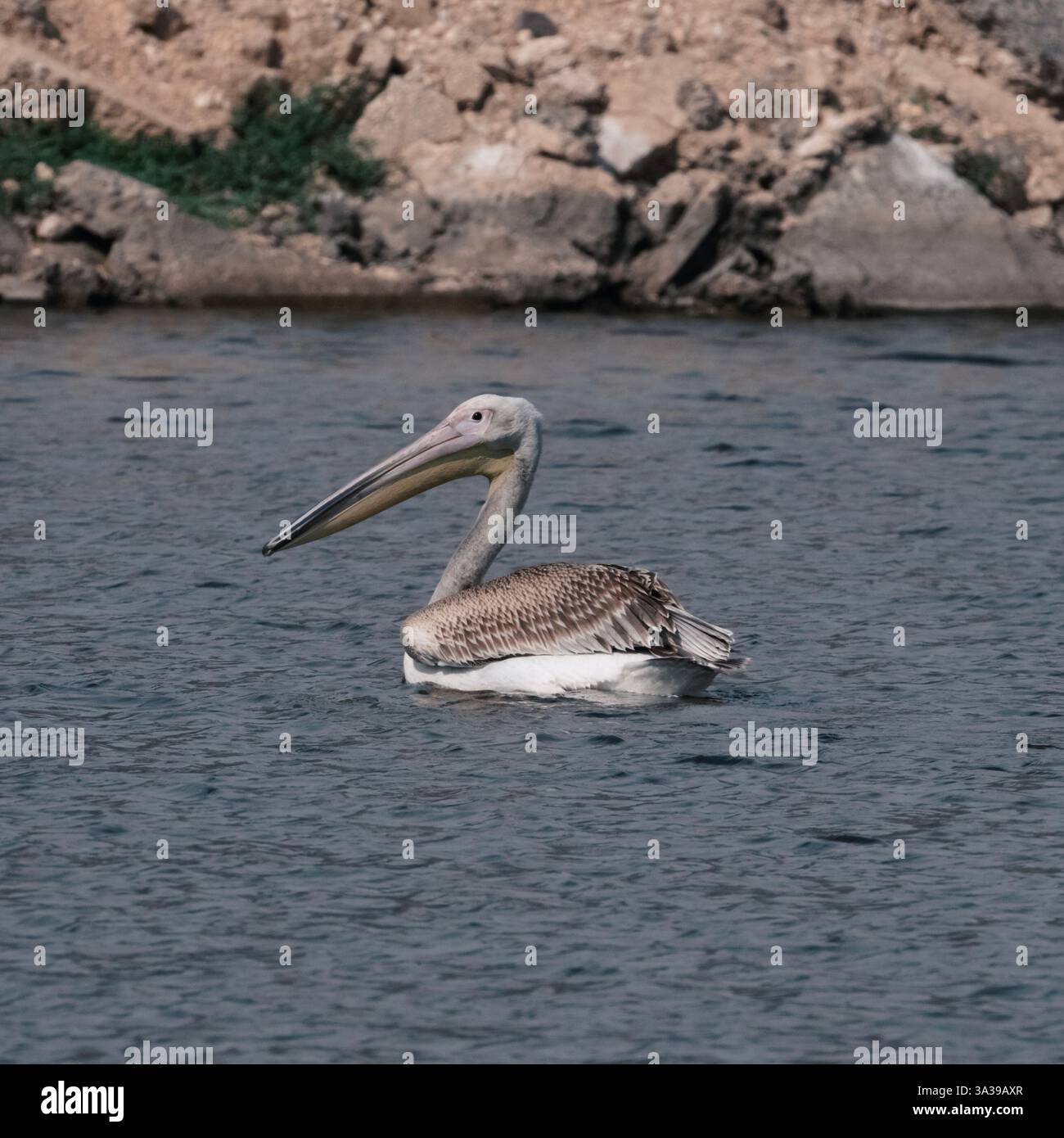 Naturethroughmylens hi-res stock photography and images - Alamy