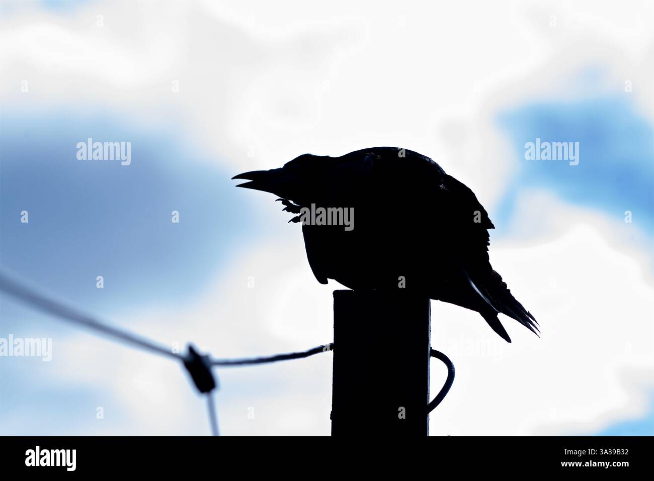 Raven, (Corvus corax), silhouette of adult, on power pole, Scratching ...