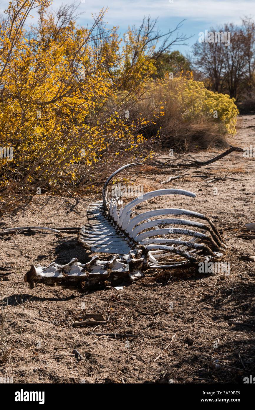 The remains of a dead horse decaying in the desert Stock Photo - Alamy