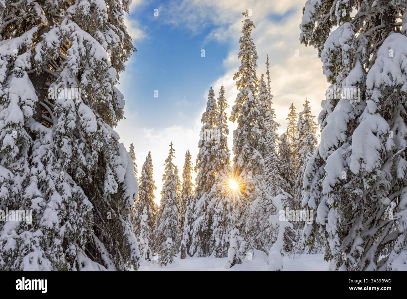 Tykky forest / snow covered spruce trees on the taiga at sunrise in ...