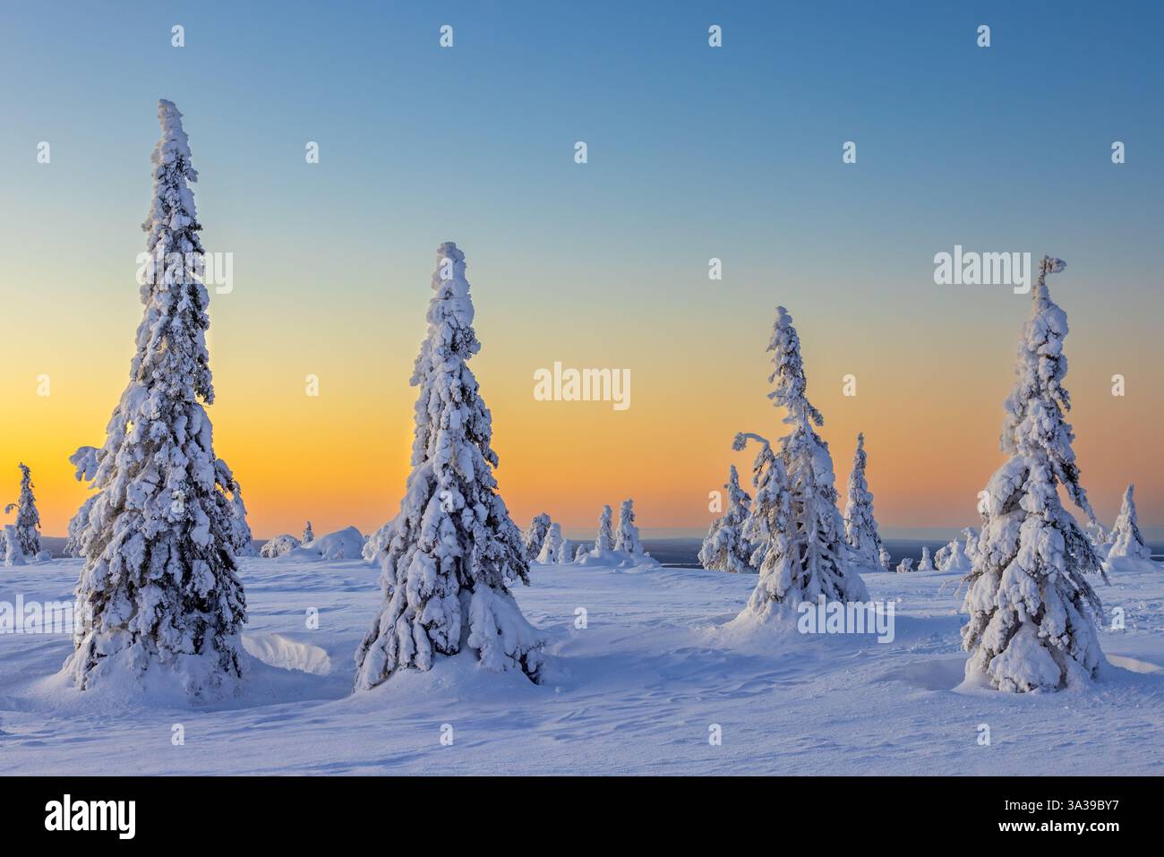 Tykky forest / snow covered spruce trees on the taiga at sunrise in ...
