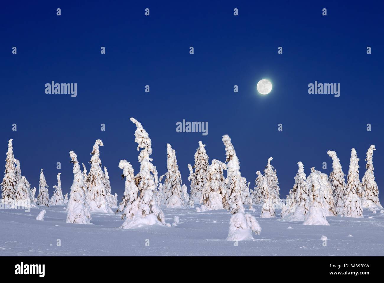 Tykky forest / snow covered spruce trees on the taiga at full moon in ...