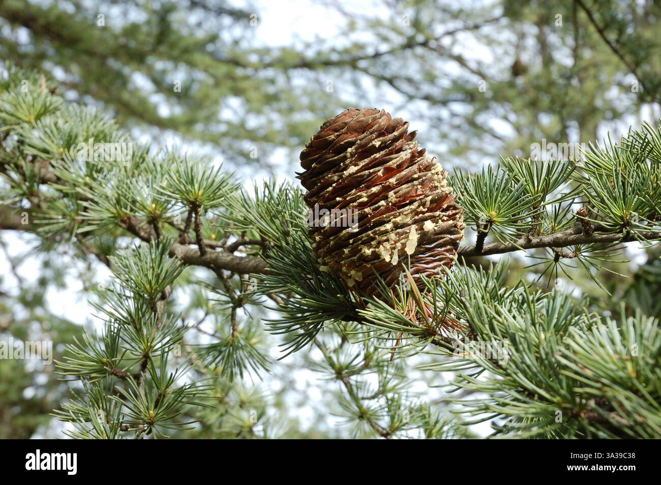 Detail of the branch of a majestic cedar of lebanon with its pine in ...