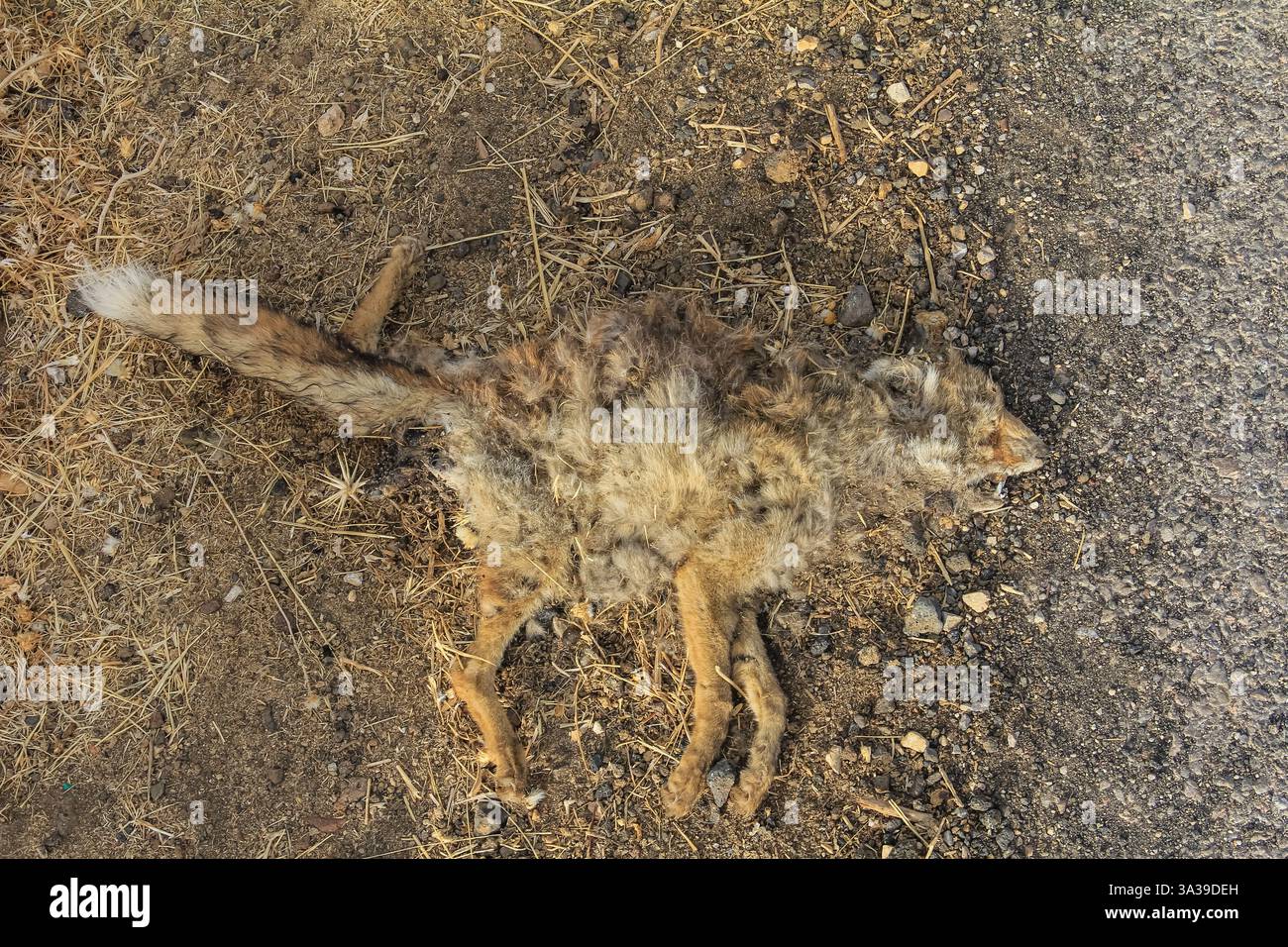 Image depicting a deceased animal on a roadside, illustrating natural ...