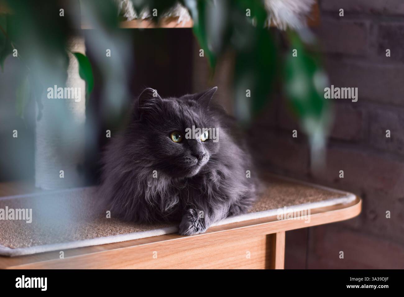 Gray longhair Chantilly Tiffany cat sitting on top of cat tower house ...