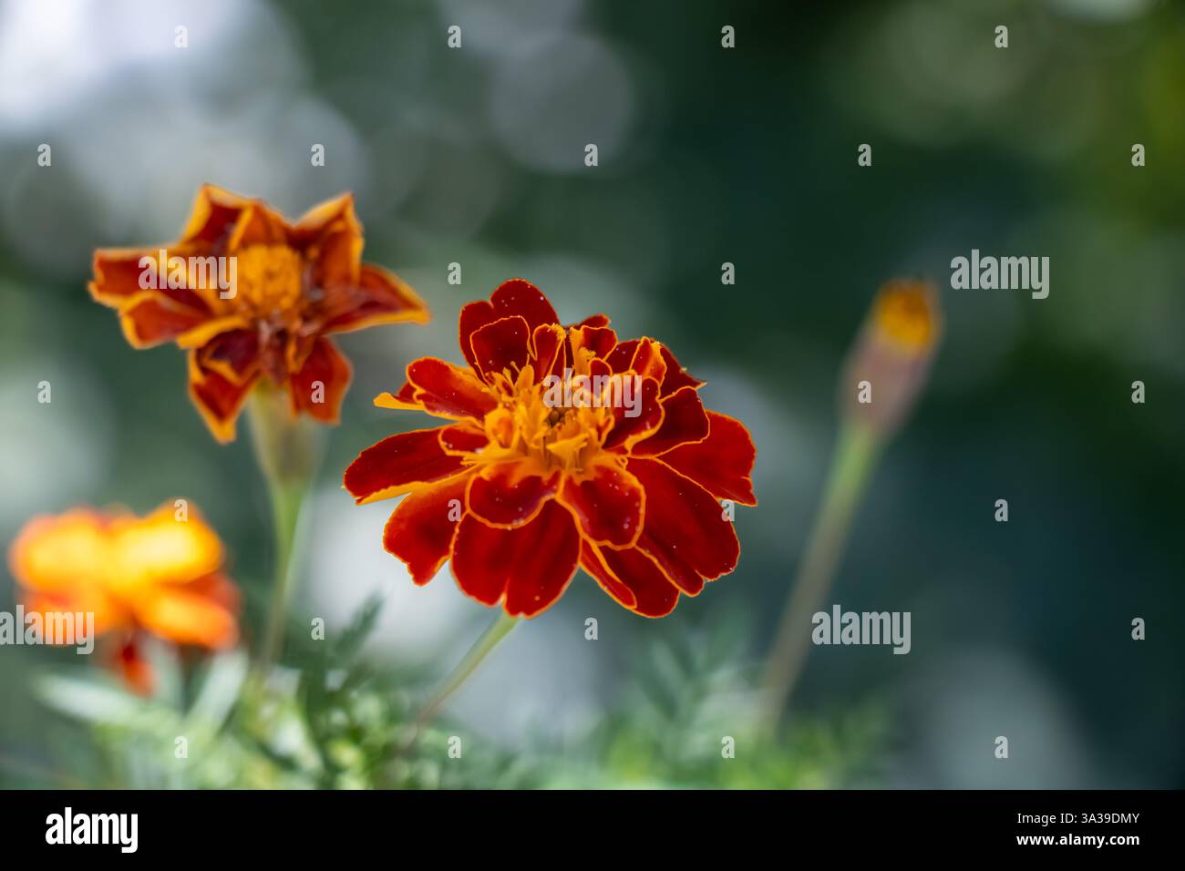 In a lush garden, stunning marigold flowers display their vibrant hues ...