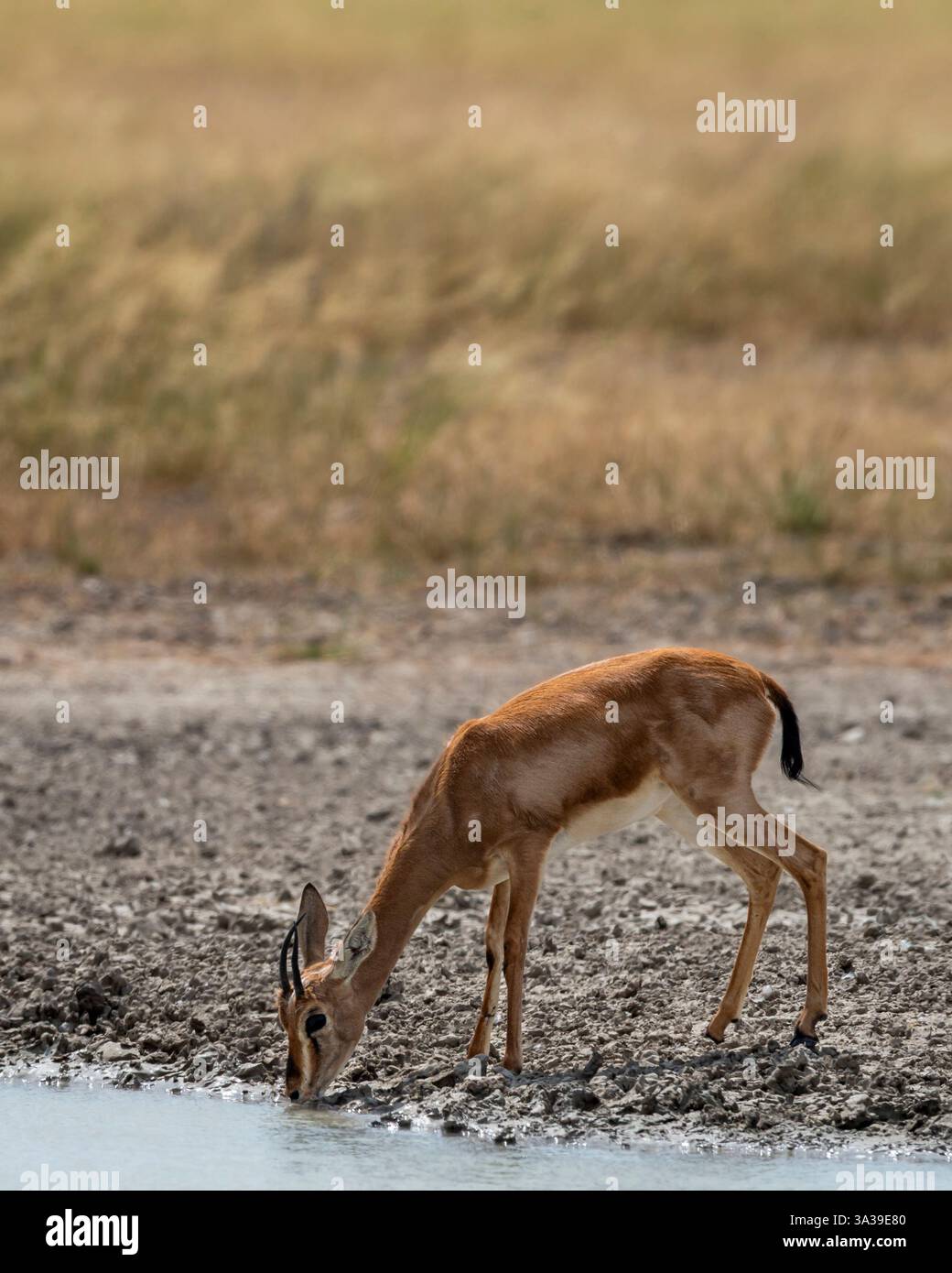 Chinkara or Indian gazelle or Gazella bennettii Antelope close up ...