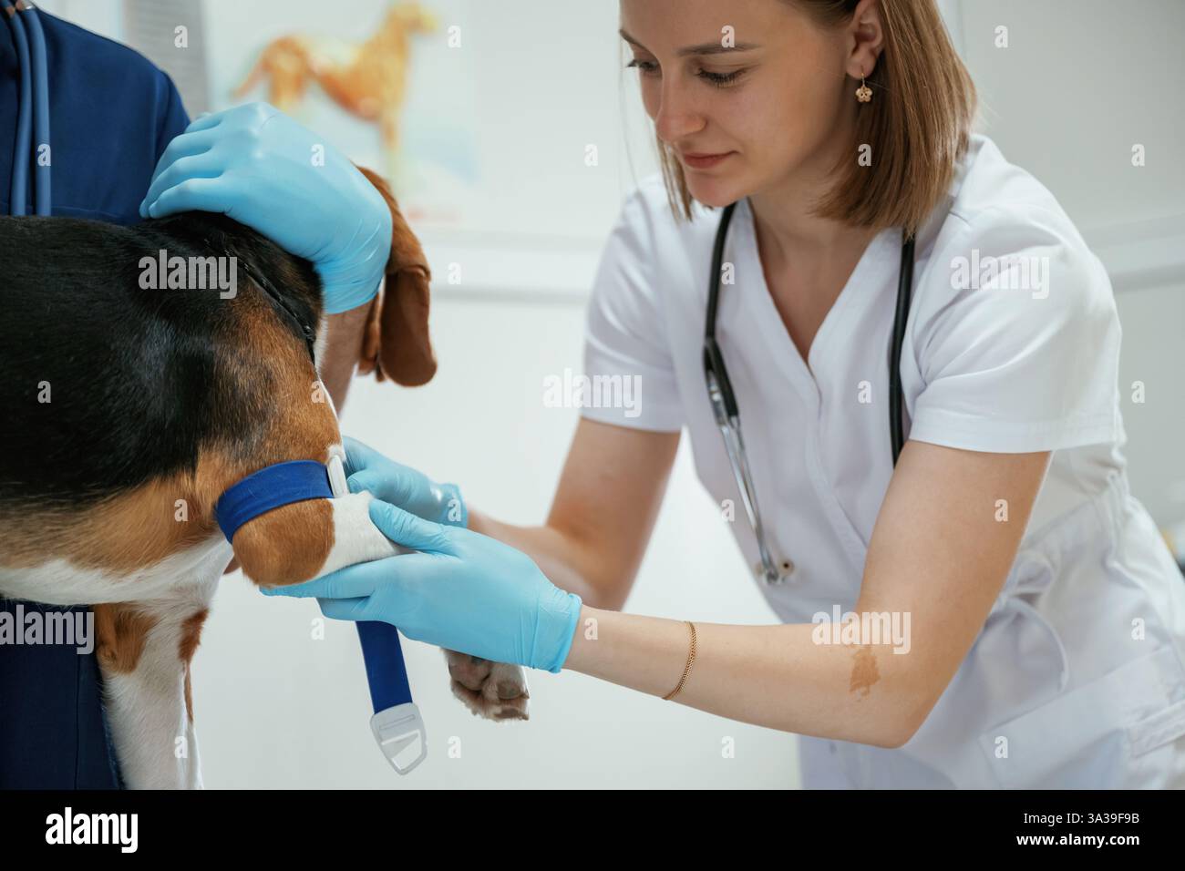 Preparing to take the blood sample. Two veterinarians are working with ...