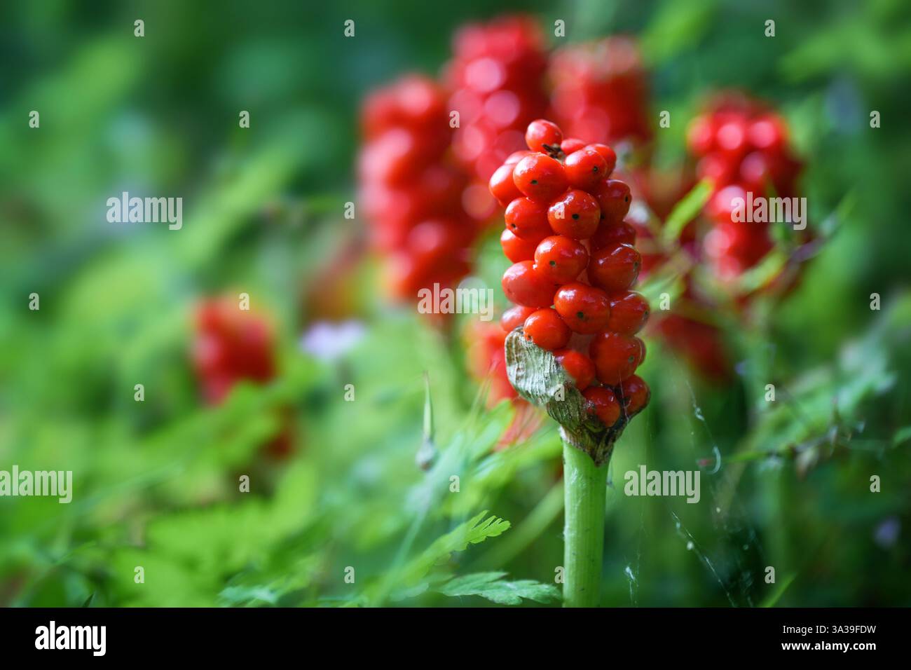 Fruits of Arum (Arum maculatum) with clusters of red berries, poisonous ...