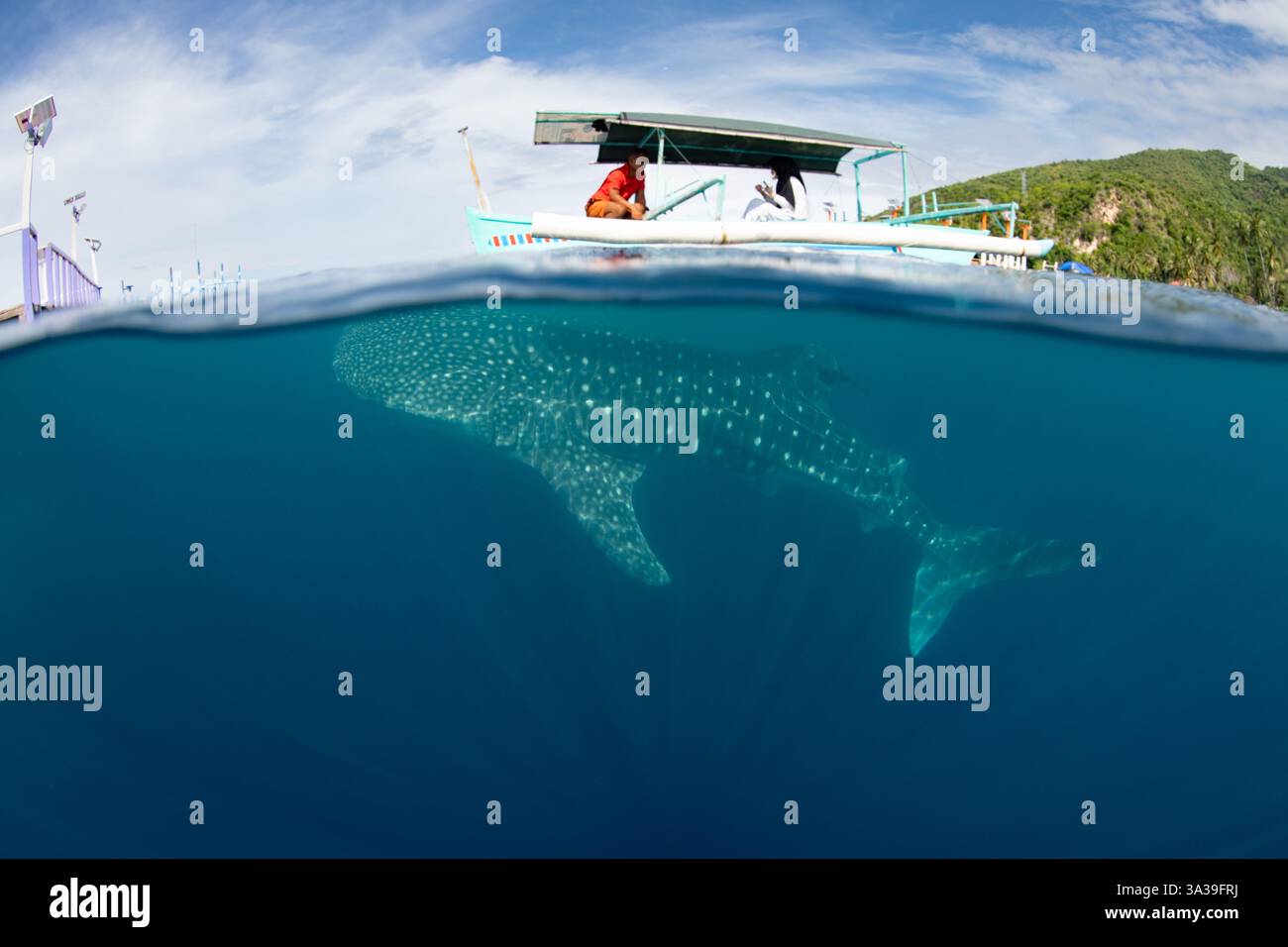 A huge, filter-feeding whale shark, Rhincodon typus, slowly swims in ...
