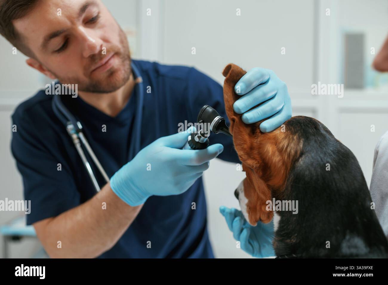 Using tool to check ears. Male veterinarian is working with beagle dog ...