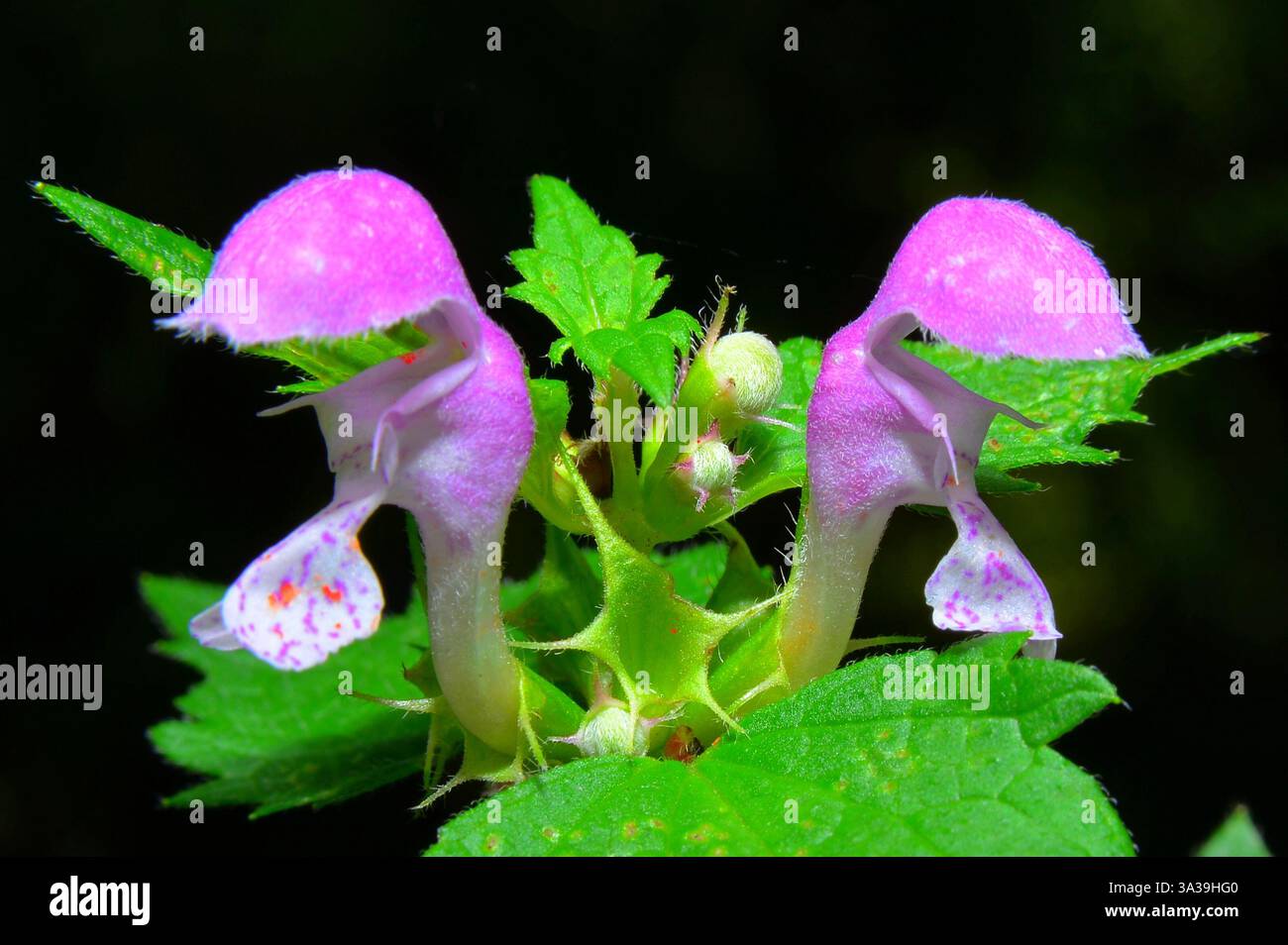 Two flowers of Lamium maculatum on a dark background Stock Photo - Alamy