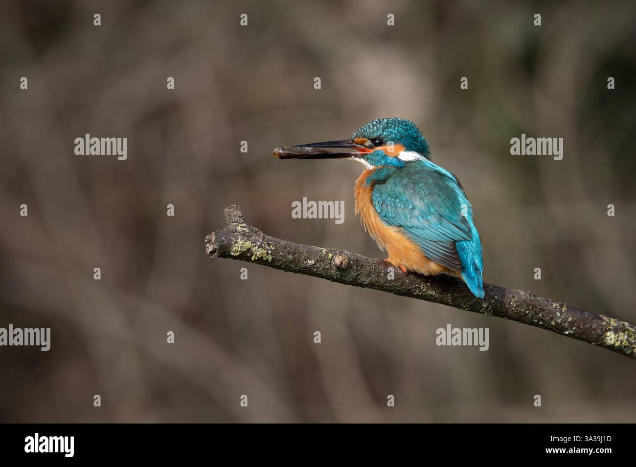 Fauna selvatica naturale hi-res stock photography and images - Alamy