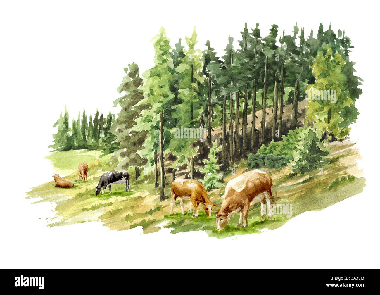 Cows grazing on the alpen midow. Hand drawn watercolor illustration ...