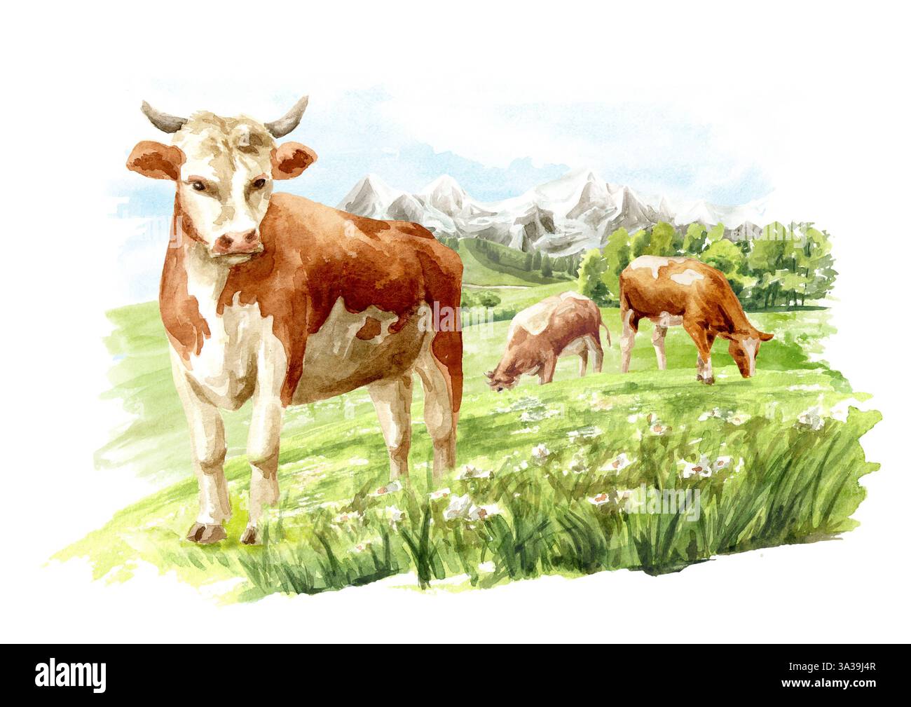 Cows grazing on the alpen midow. Hand drawn watercolor illustration ...