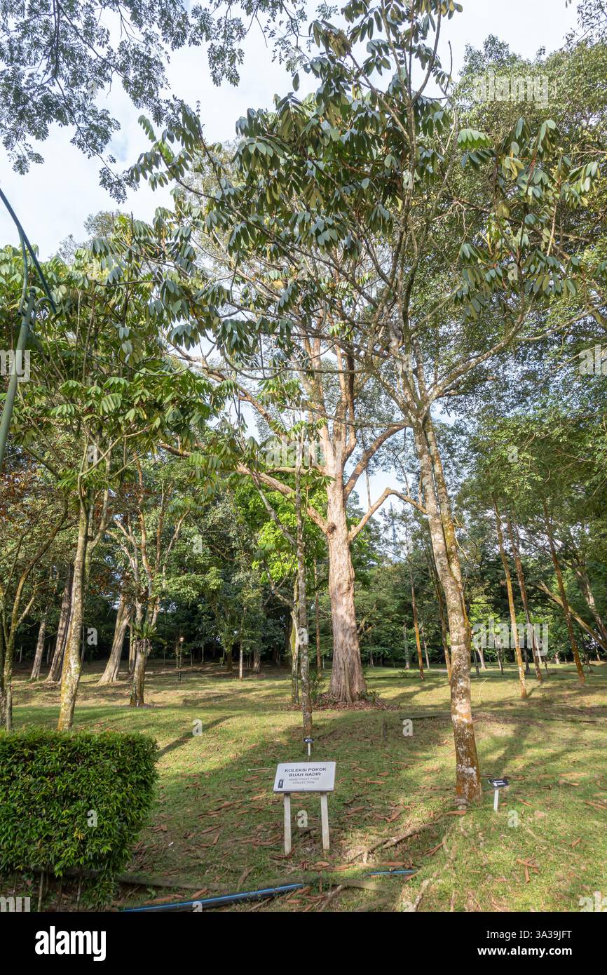 Rare fruit tree collection, Taman Botani Perdana (Perdana Botanical ...