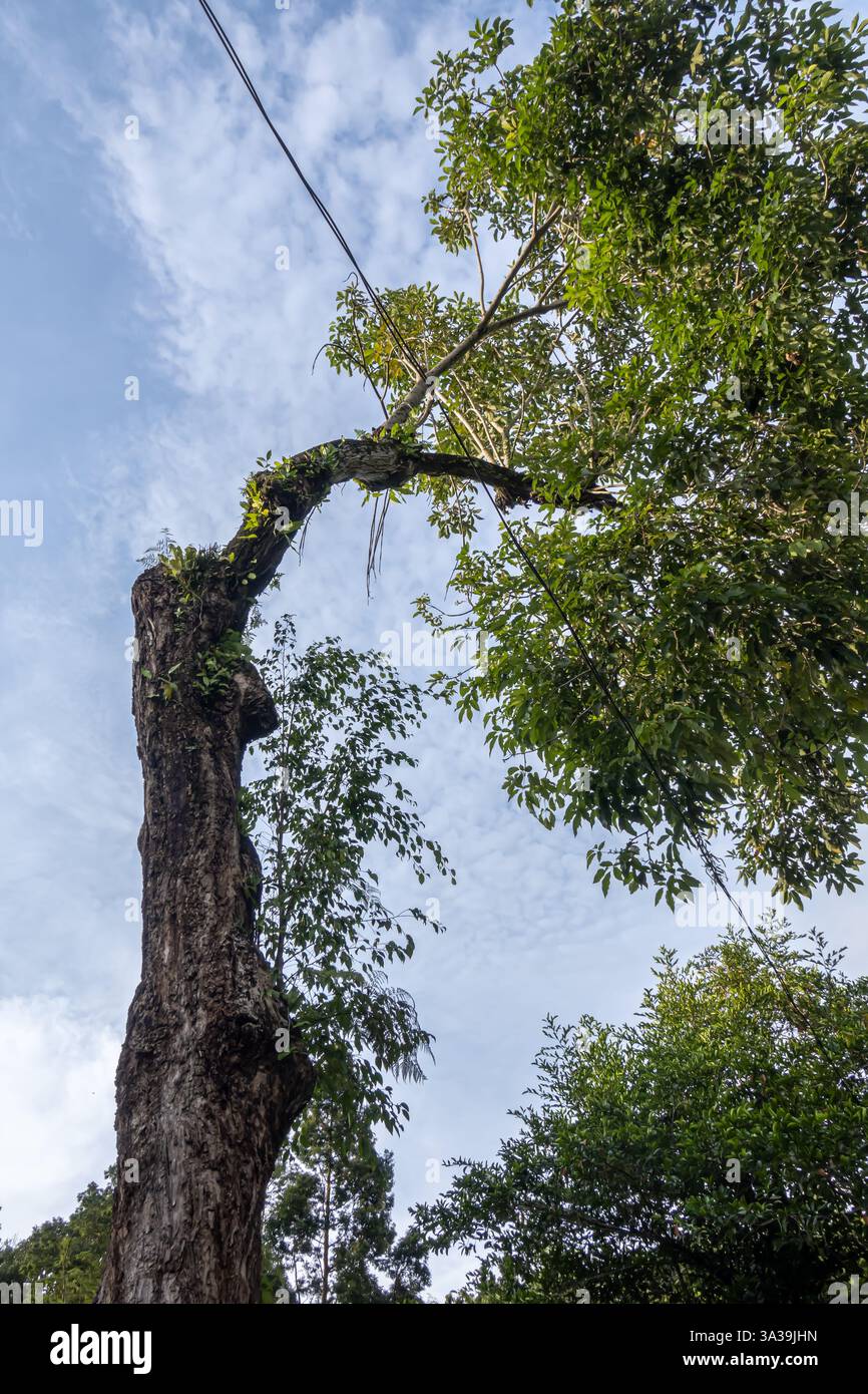 Tabebuia pentaphylla, Tabebuia rosea, also called pink poui, and rosy ...