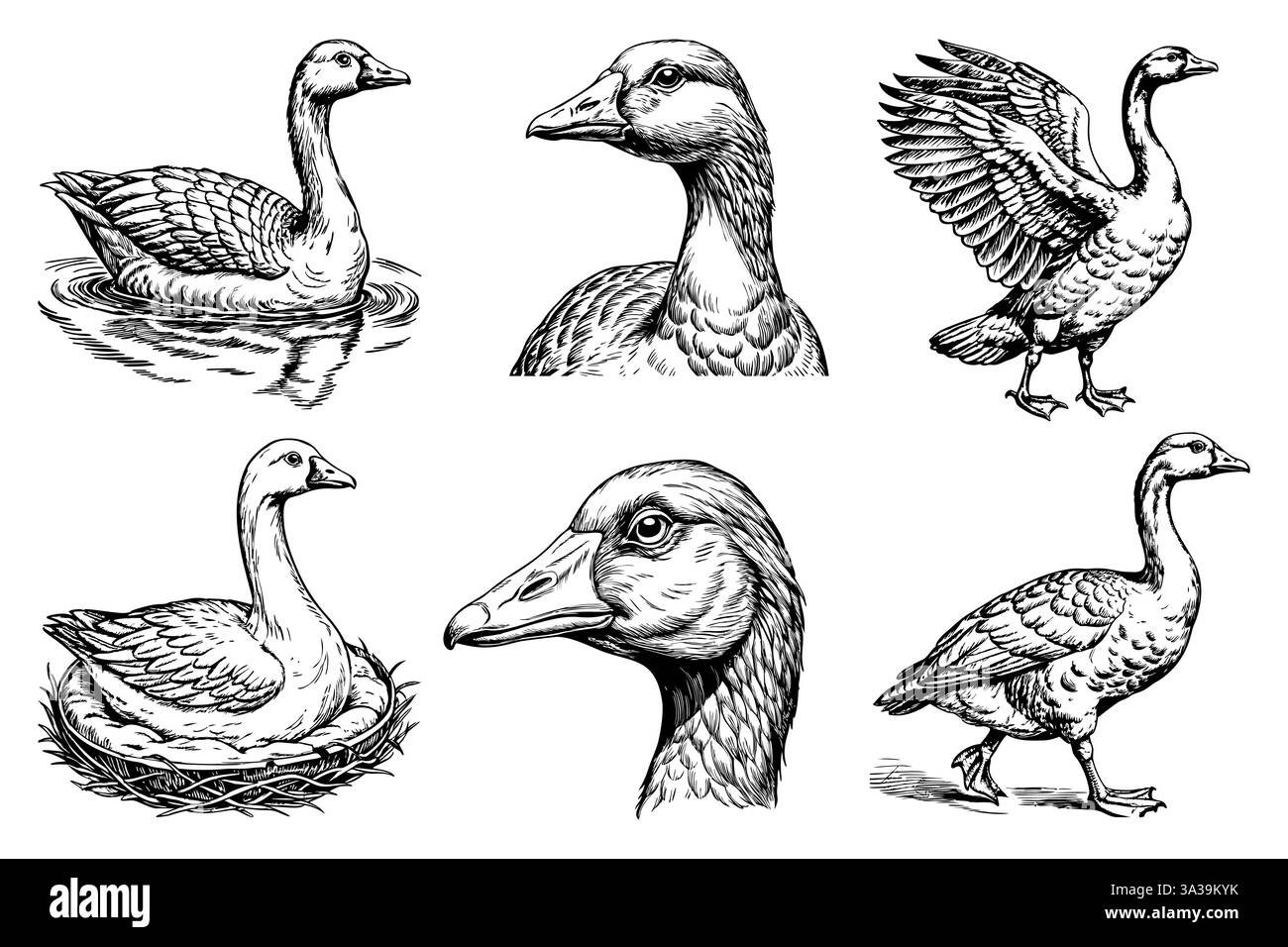 Set sketch goose on white background Stock Vector Image & Art - Alamy